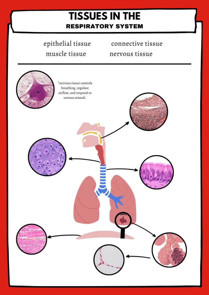 What type of tissue is found in the respiratory system? · Get a professor