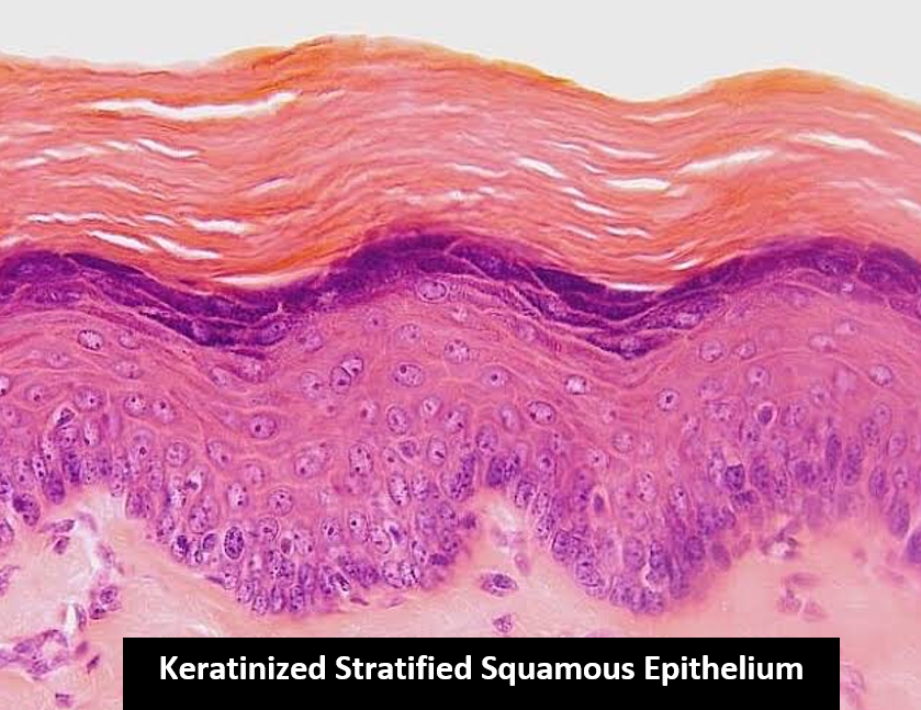Keratinized Stratified Squamous Epithelium Photo Microscopic Photos